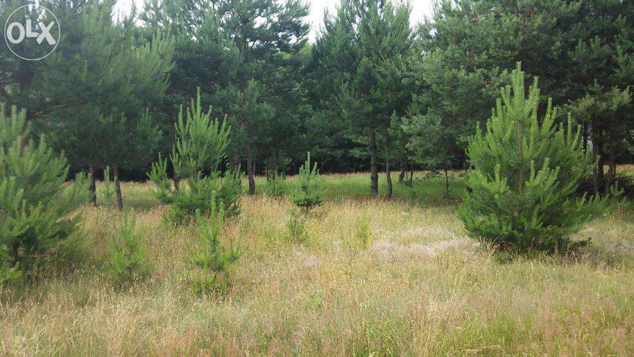 Działka Starawieś, ul. Maciejów, bez pośrednika - 1200 m²