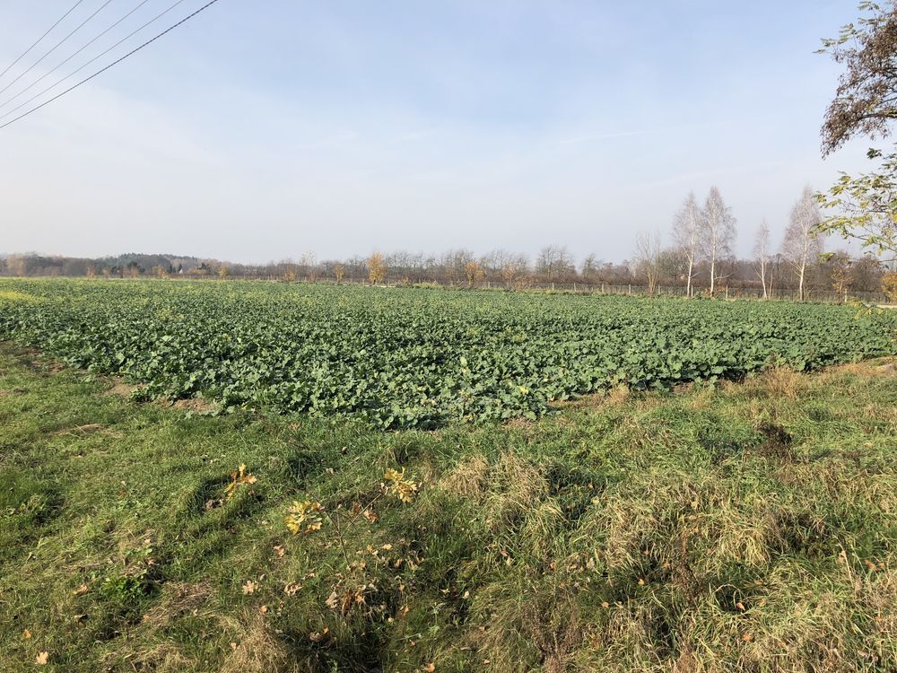 Działka Strobów, bez pośrednika - 1 ha