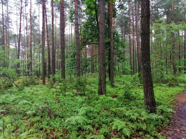 Działka Regut, ul. Modrzewiowa, bez pośrednika - 3.16 ha