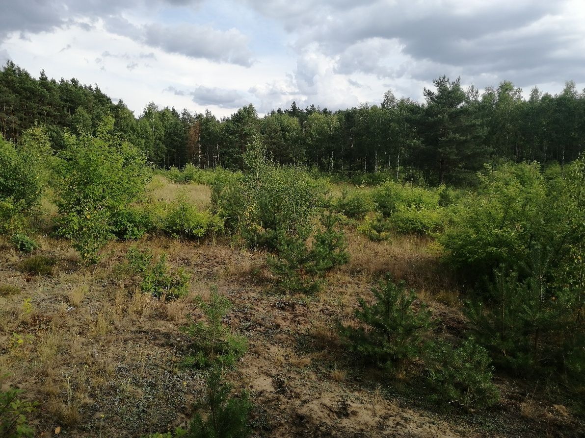 Działka Osina, bez pośrednika - 1380 m²