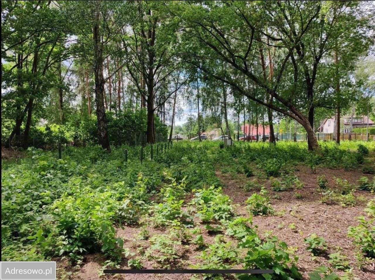 Działka Rynia, bez pośrednika - 889 m²